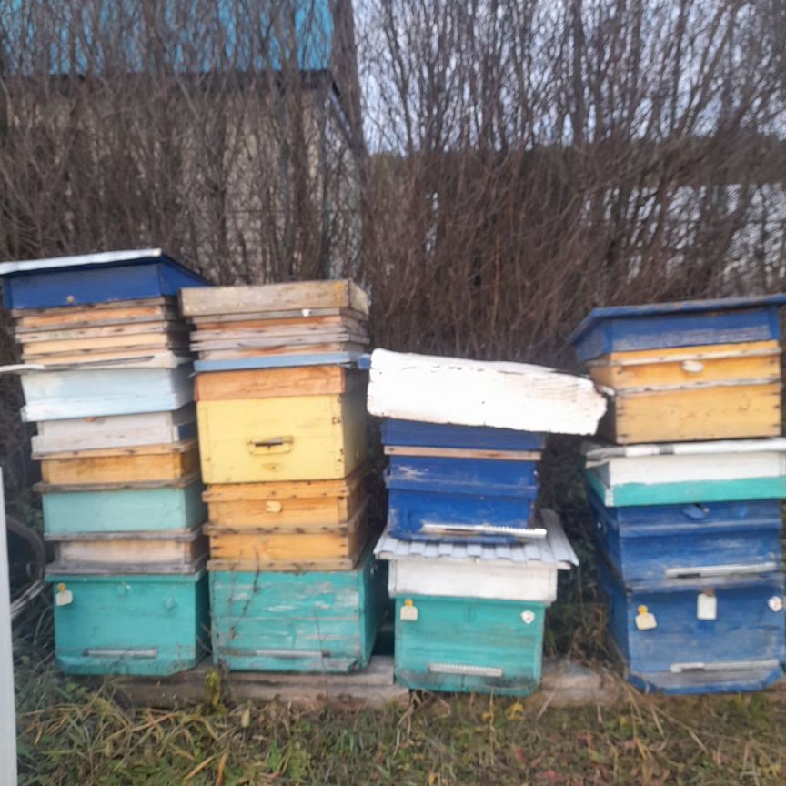 Продам пчелиный улии