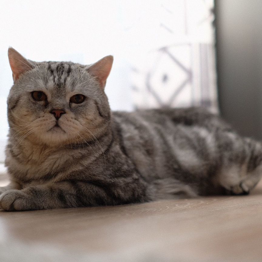 Шотладский кот в добрые руки