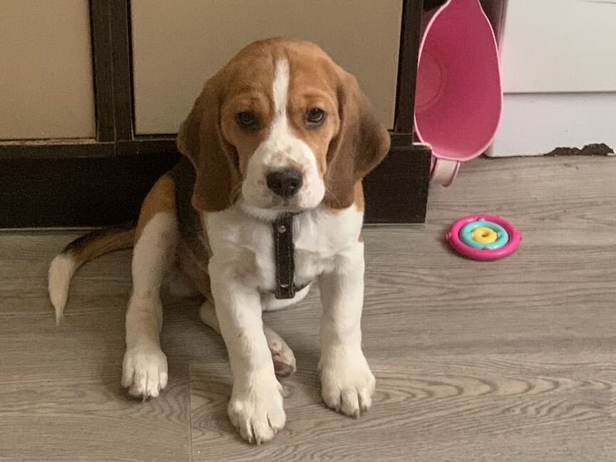 Щенок породы бигль