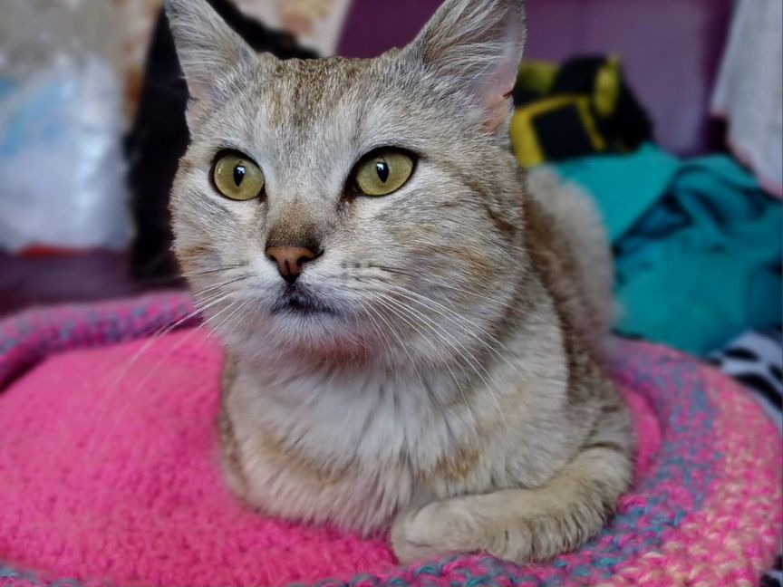 Кот в добрые руки