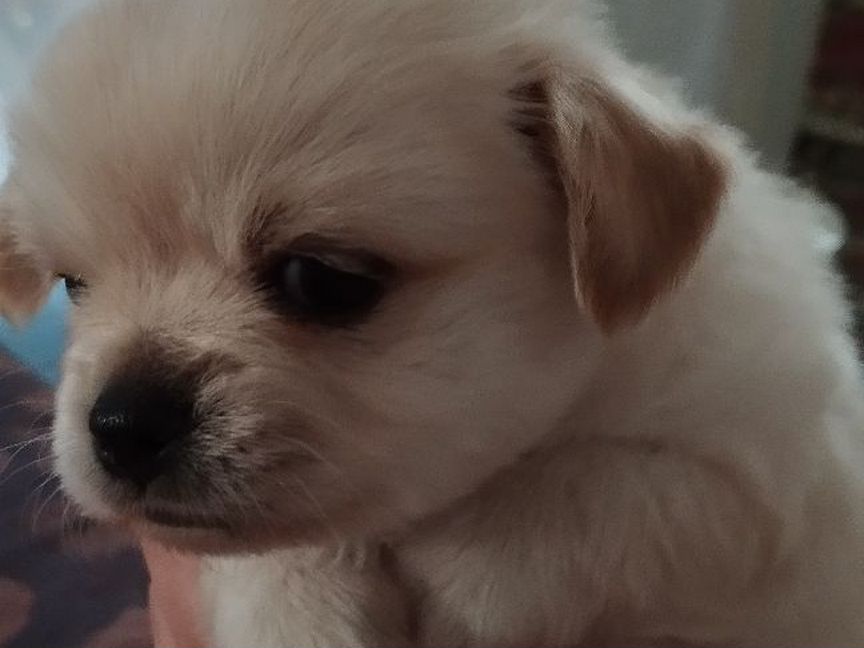 Щенки пекинеса