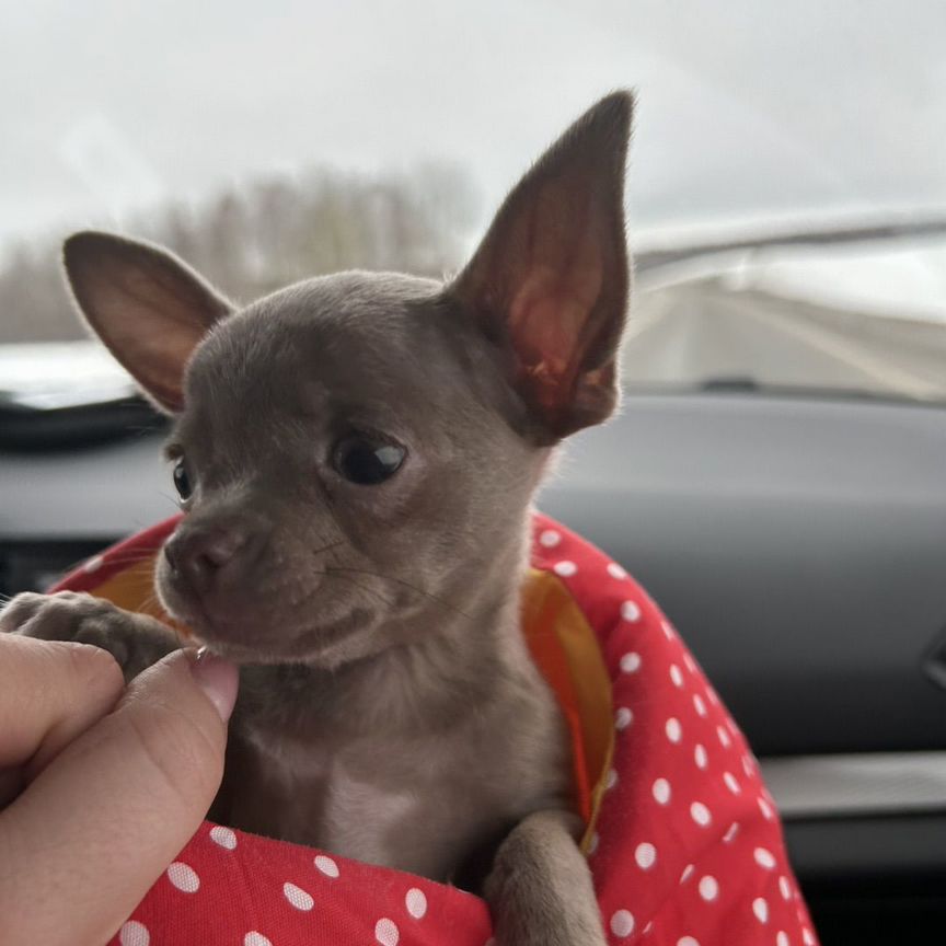 Чихуахуа, взрослая собака