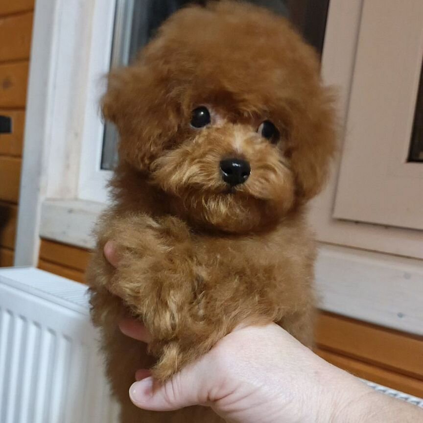 Той-пудель, щенок