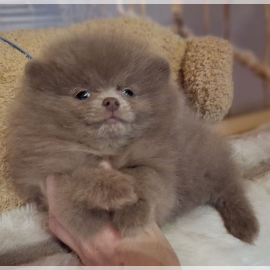 Померанский шпиц, щенок