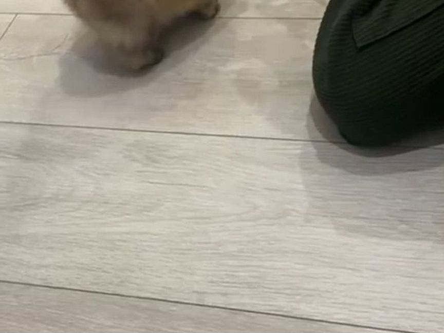 Щенок мини шпиц