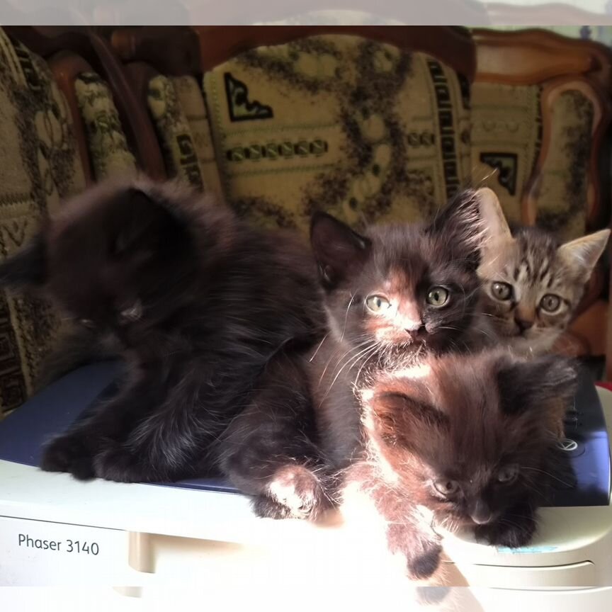 Котики бесплатно