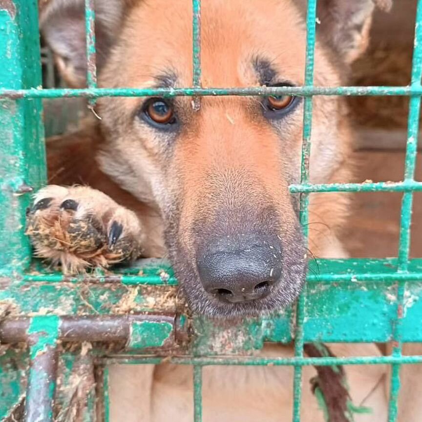 Взрослая собака в добрые руки