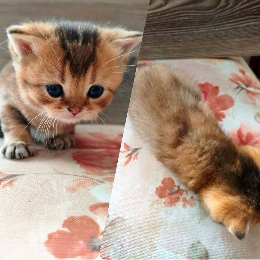 Шотландский прямоухий короткошёрстный котёнок