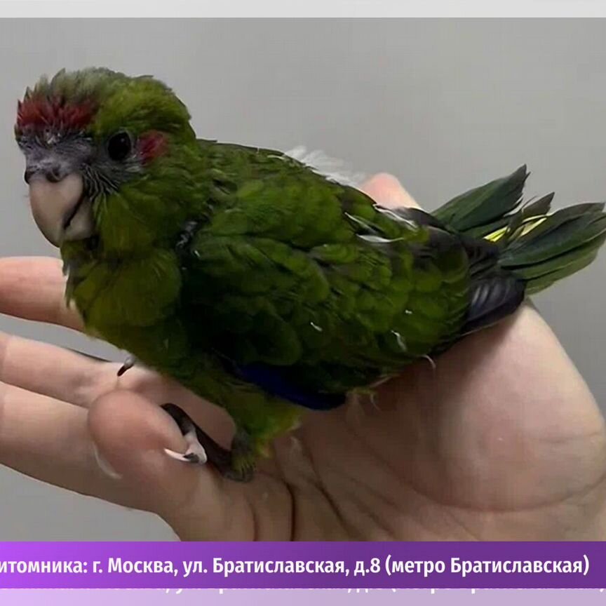 Попугай Какарик