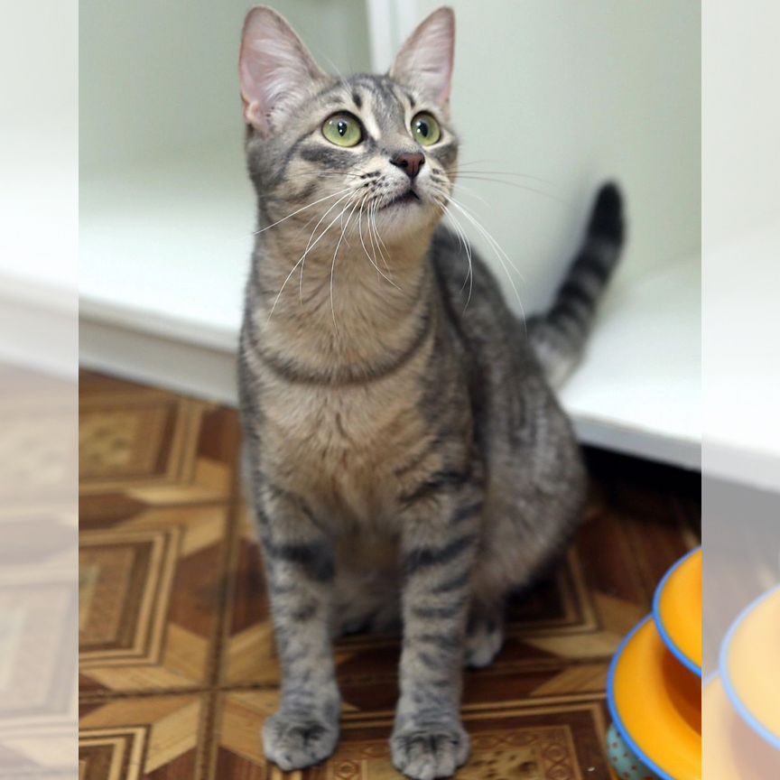 Кошка Энни около года