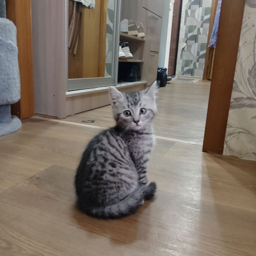 Котенок