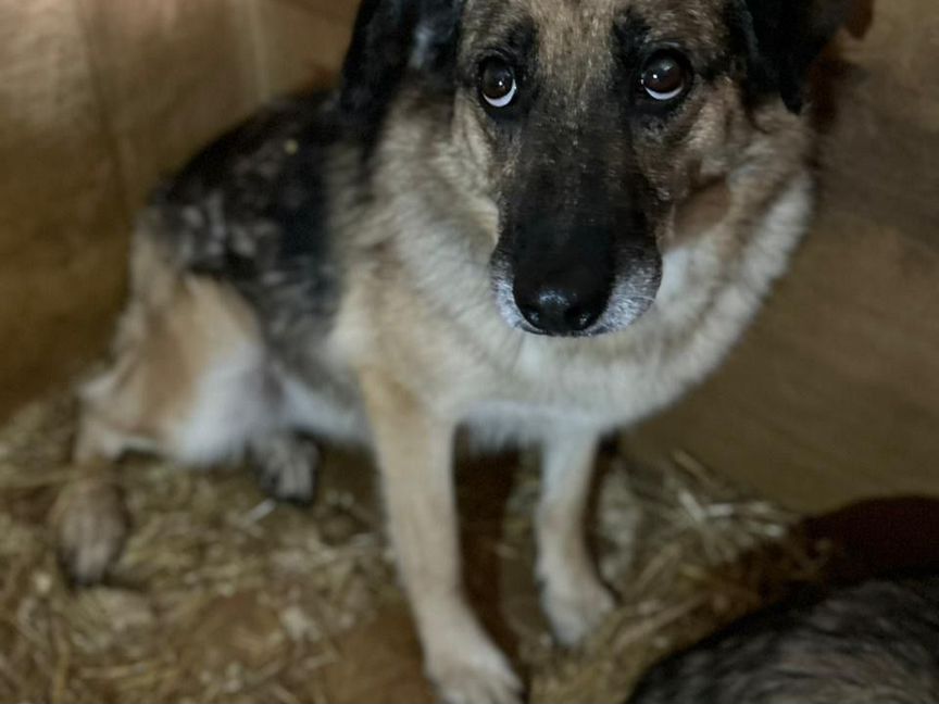 Спасите собаку Глашу