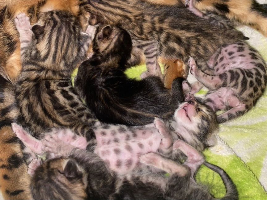 Бенгальские котята с документами