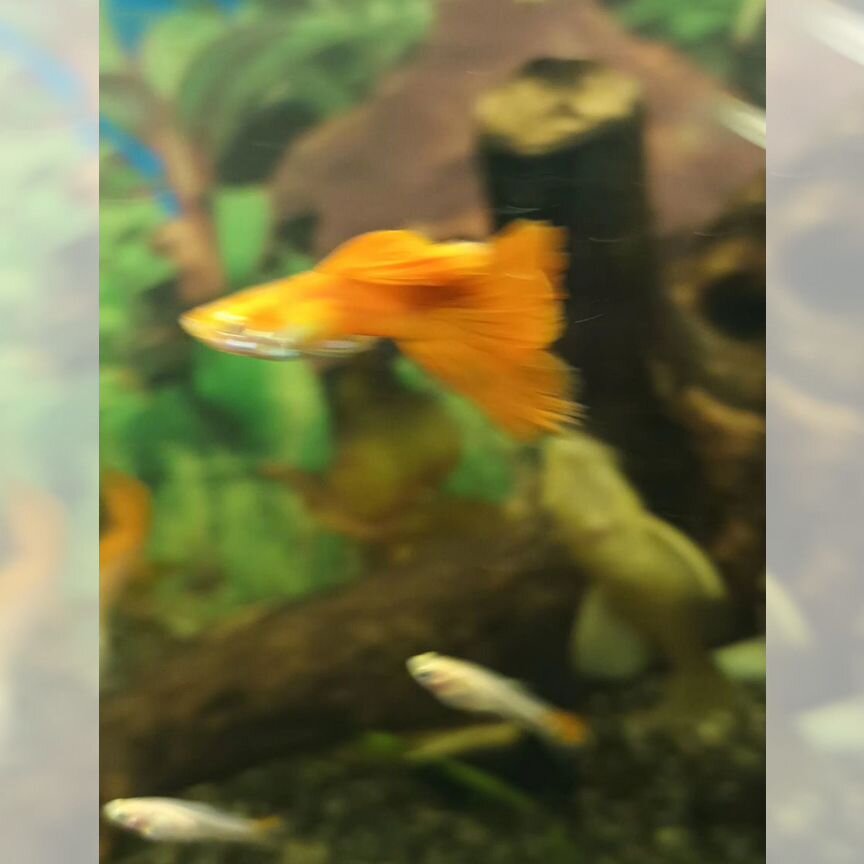 Аквариумные рыбки и растения