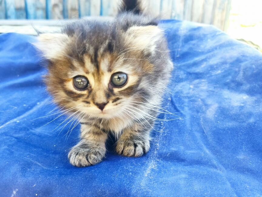 Котята в добрые руки бесплатно