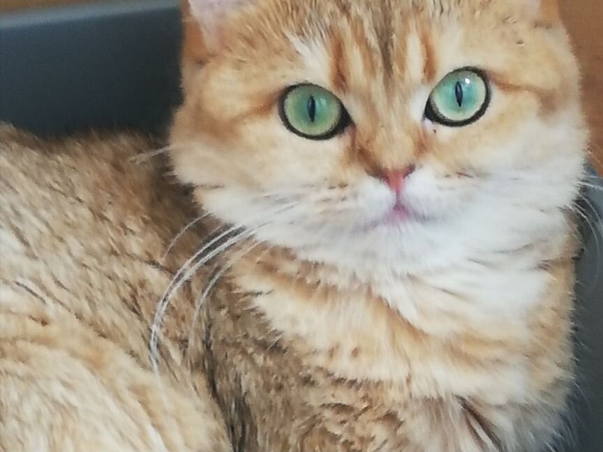 Кошка британская золотая шиншилла