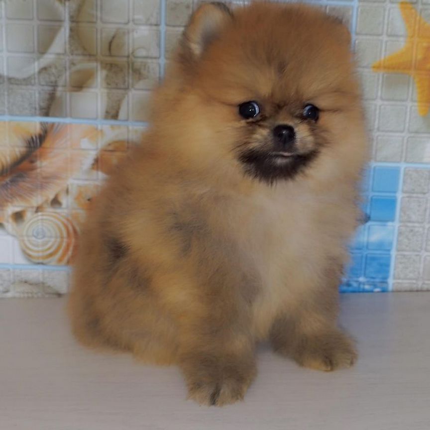 Померанский шпиц, щенок