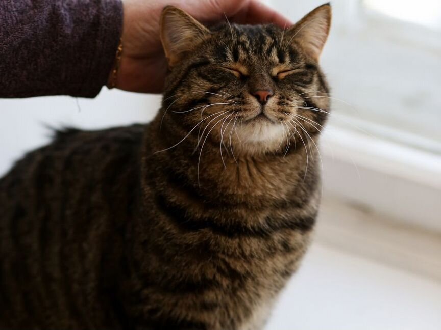 Кот Серега