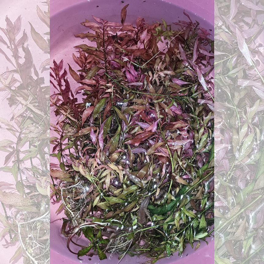 Аквариумные растения