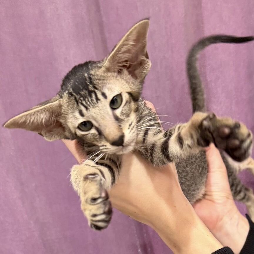 Ориентальный котёнок