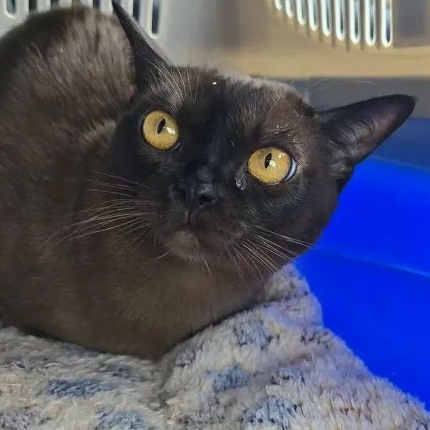 Европейская бурманская, взрослая кошка