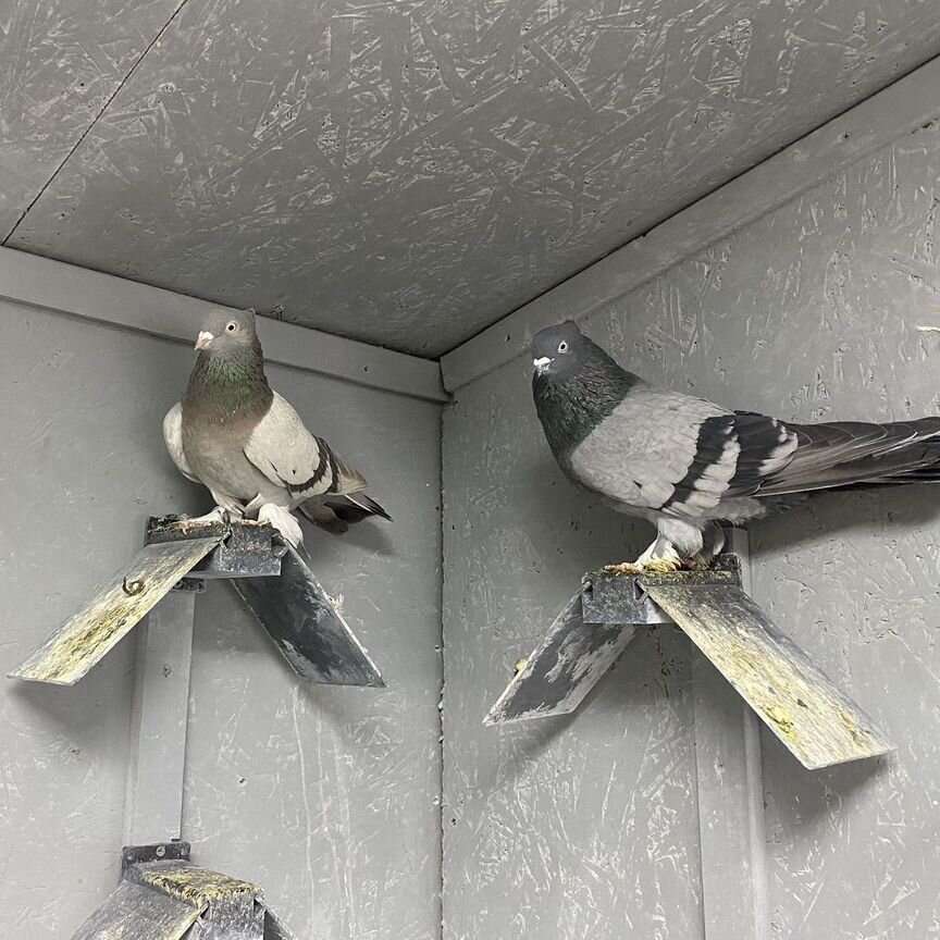 Андижанские голуби