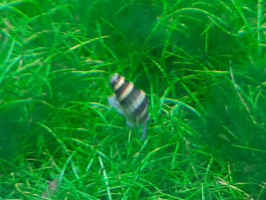 Улитка хелена