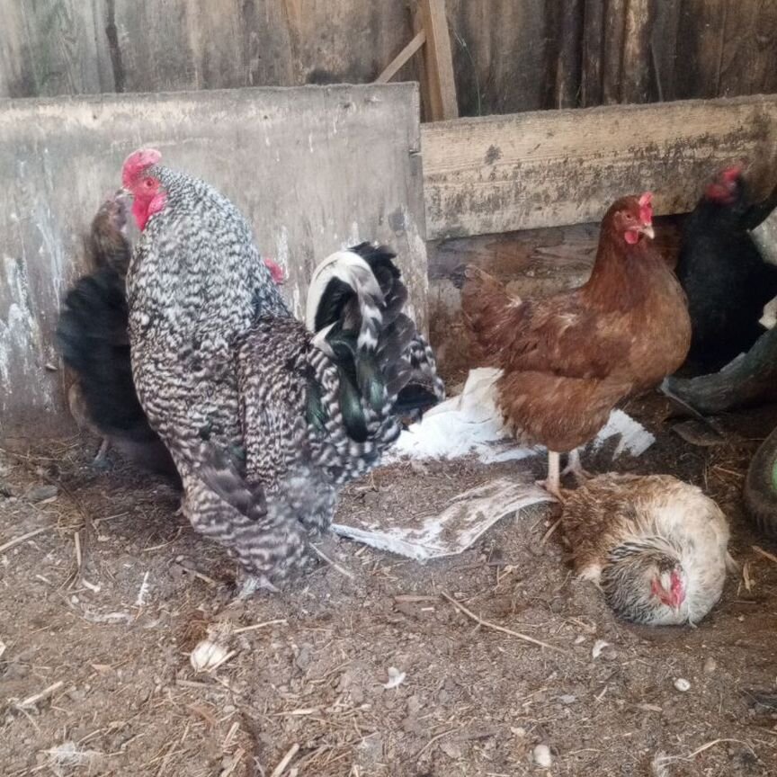 Молодые петухи