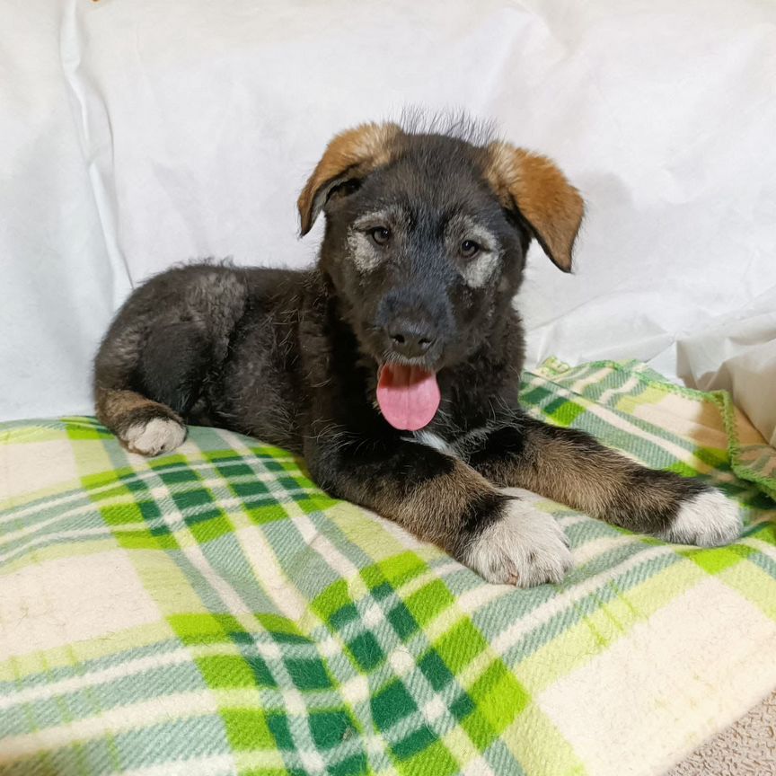 Щенок в добрые руки бесплатно