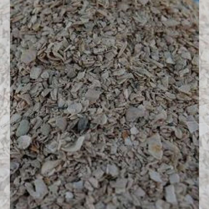 Ракушка речная