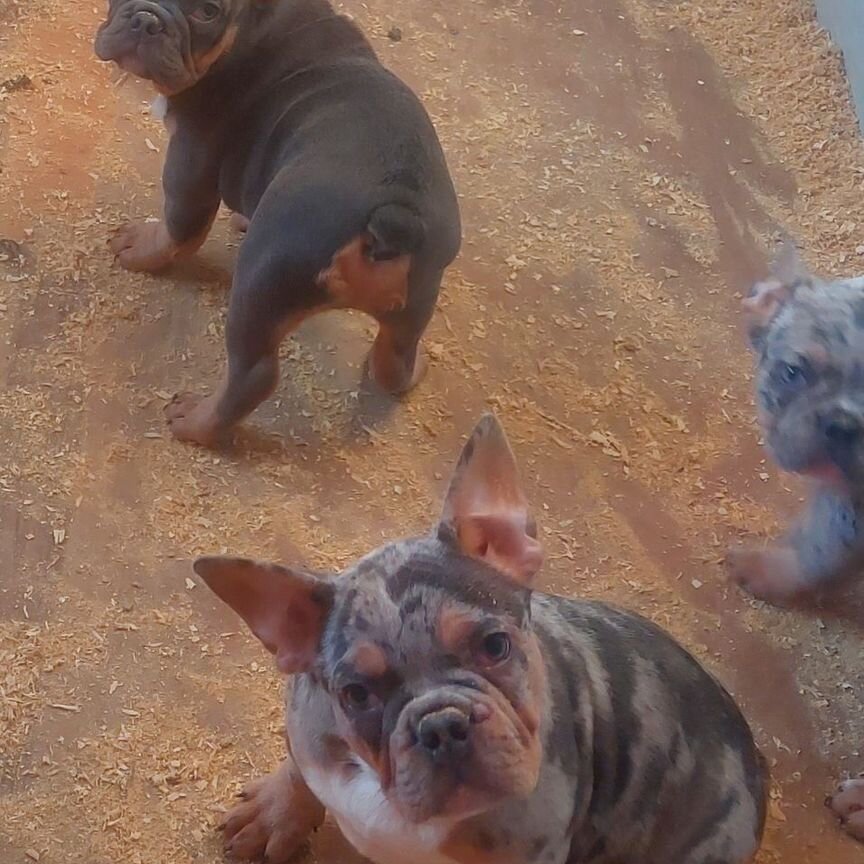 Французский бульдог щенки голубой с подпалом