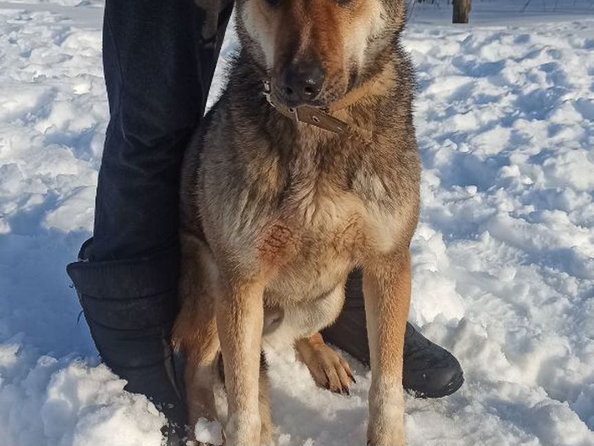 Шикарный пёс