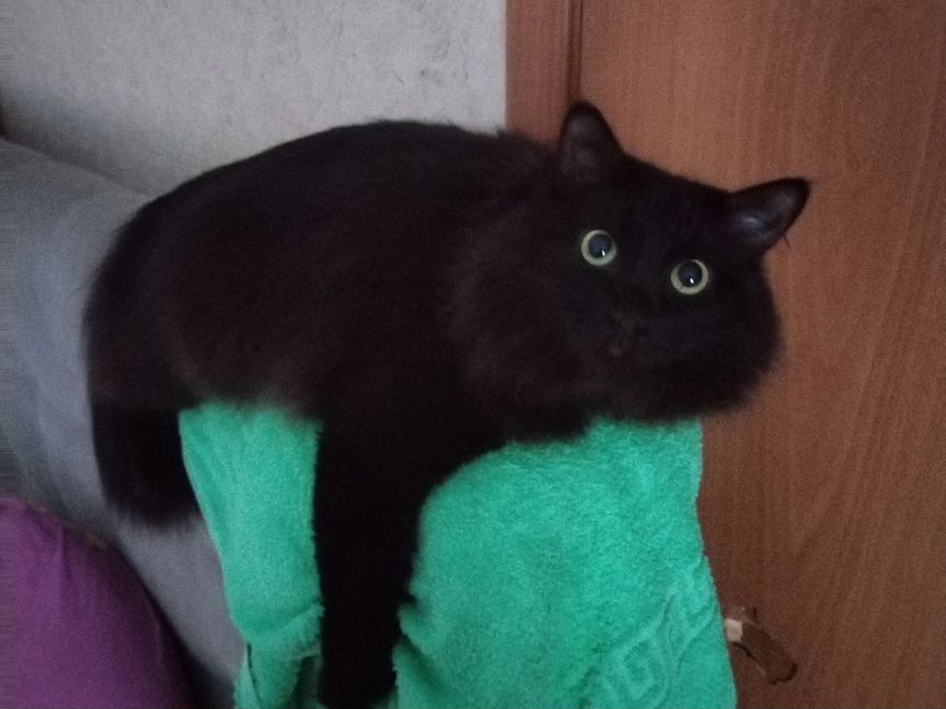 Отдам кота в добрые руки