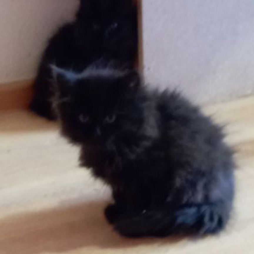 Мейн-кун котёнок