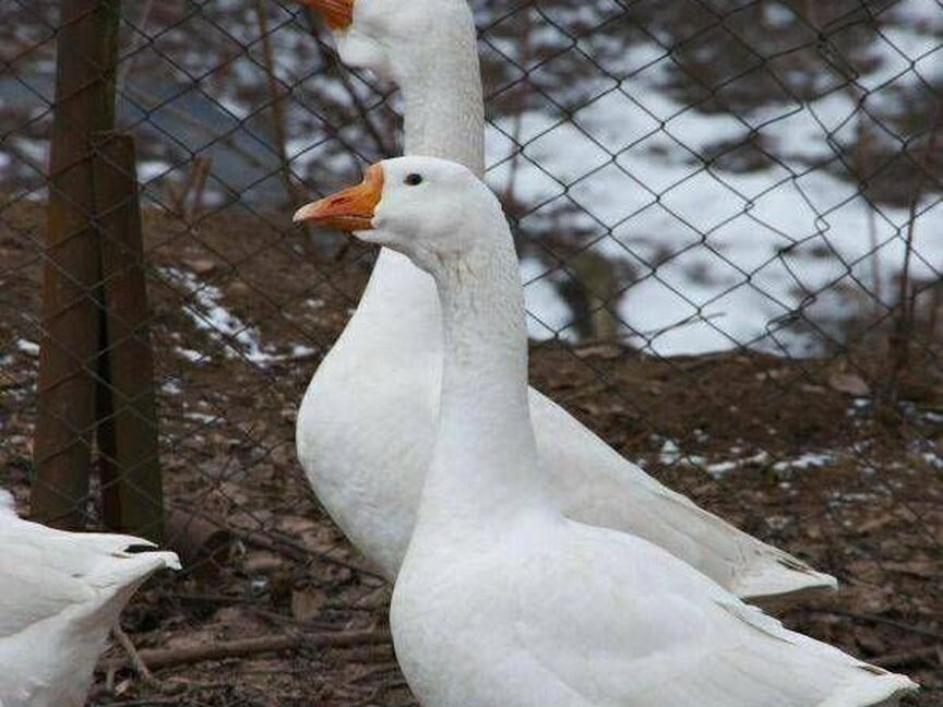 Продаю уток крякв, мулардов, гуси Линда, курочки