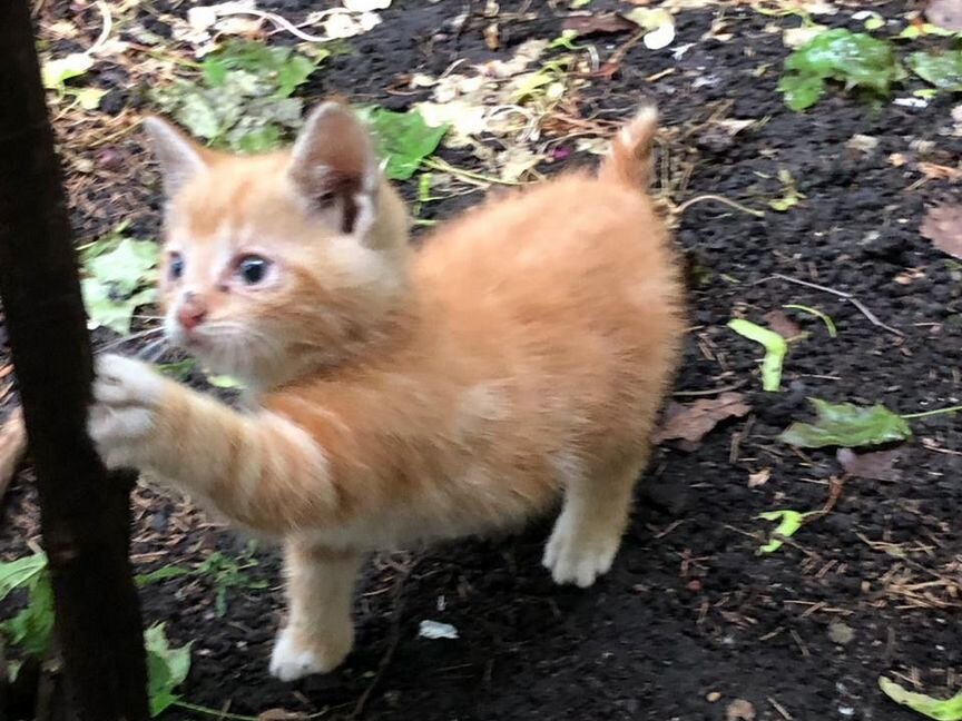 Котята на улице