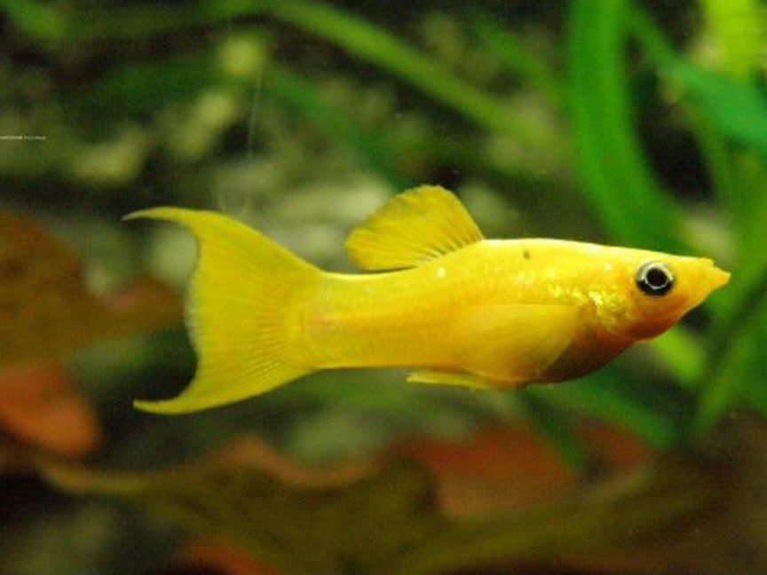 Моллинезия Лира Золотая (Poecilia Sphenops)