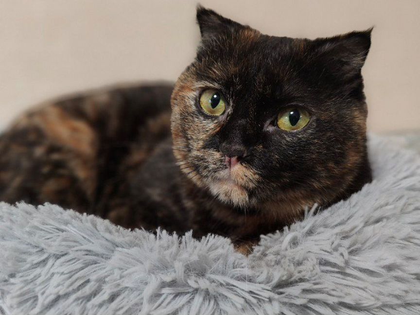 Вислоушка в дар