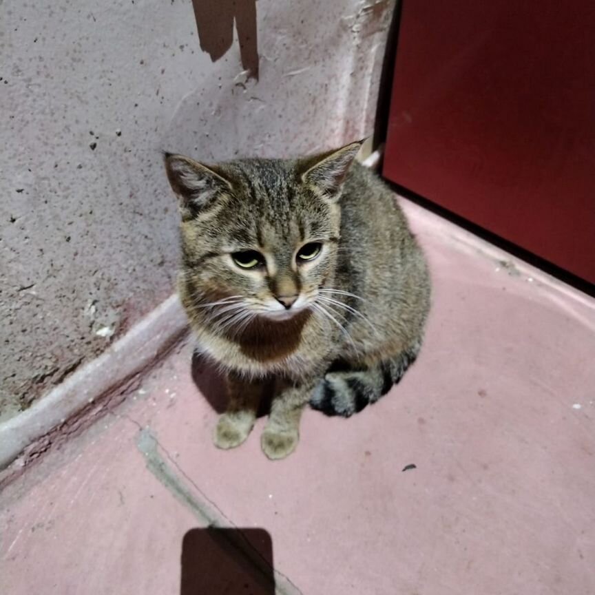 Трогательная кошечка ищет дом