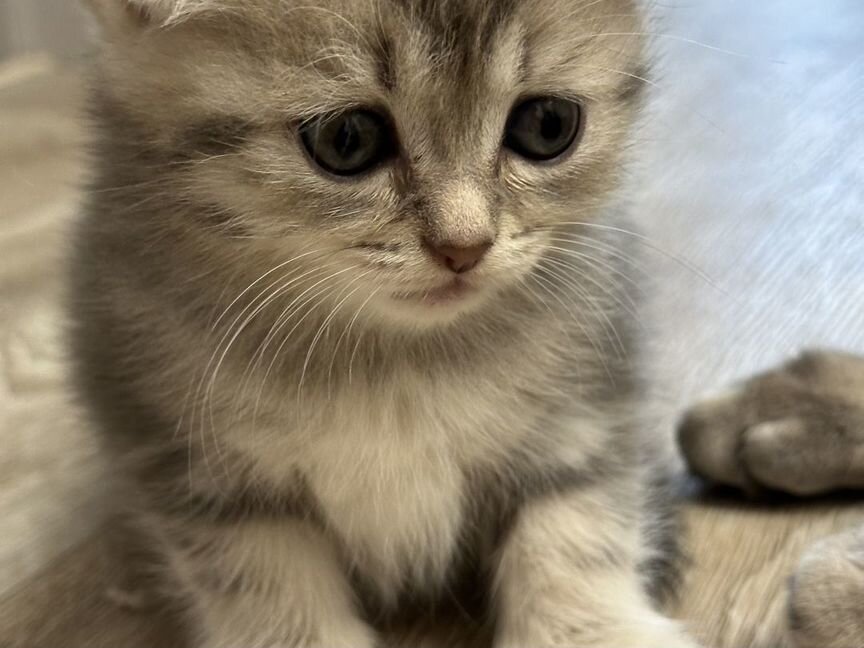 Котята (вислоухие)