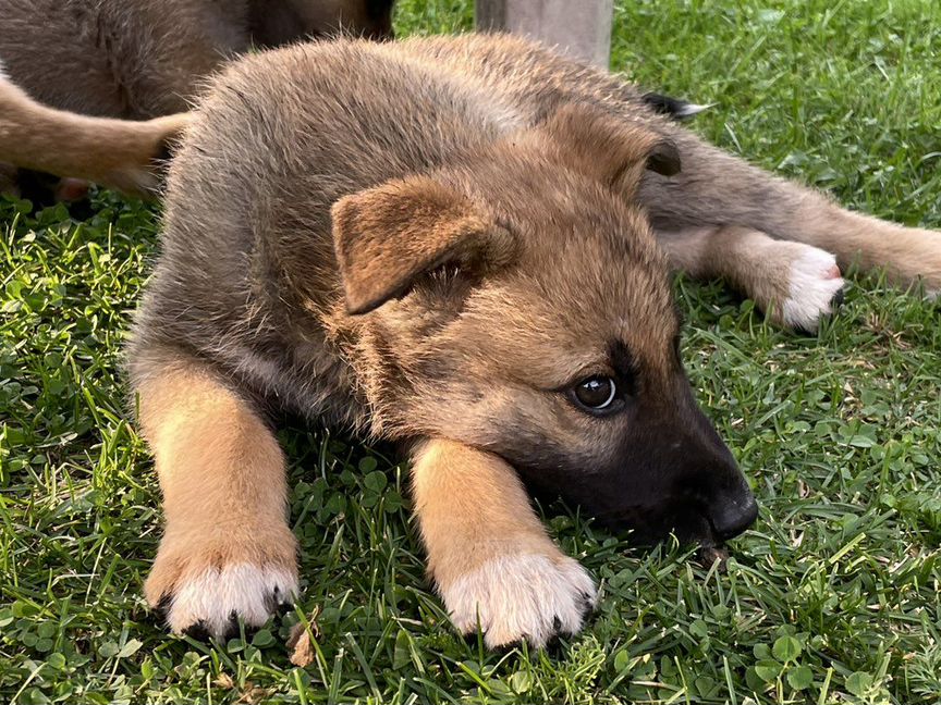 Щеночки в добрые ручки