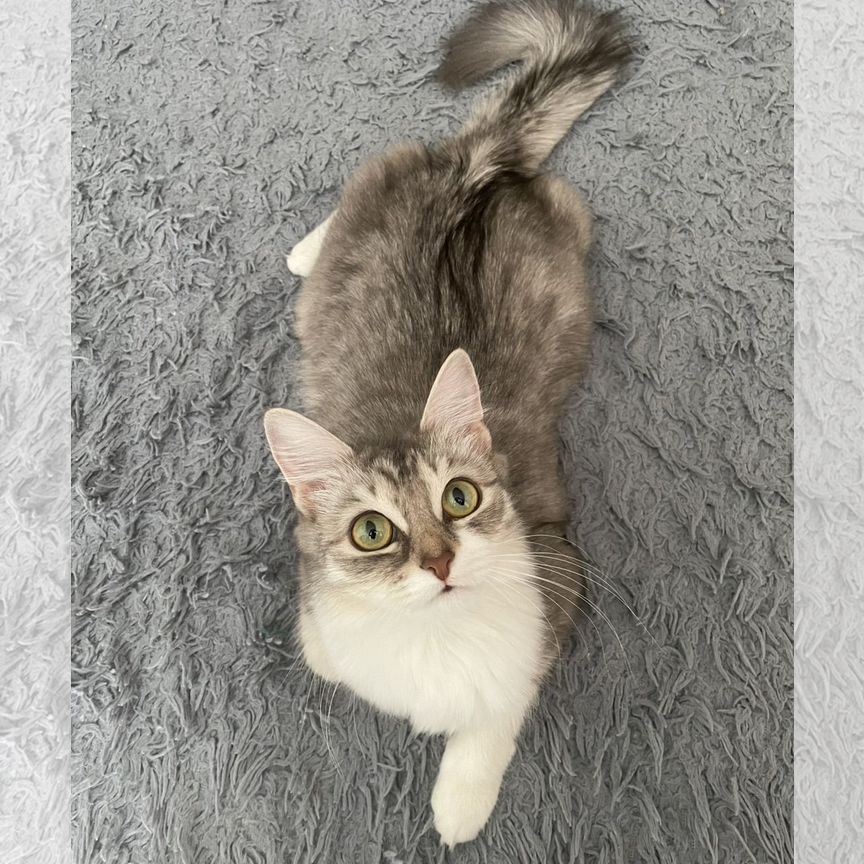 Взрослая кошка в добрые руки