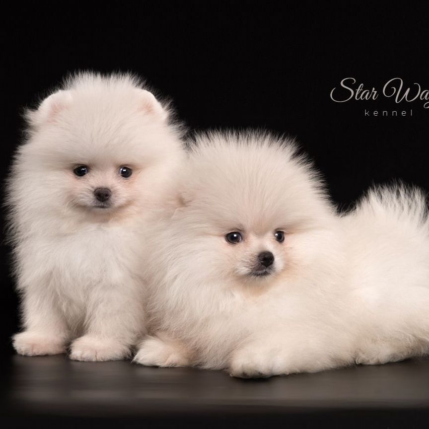 Померанский шпиц