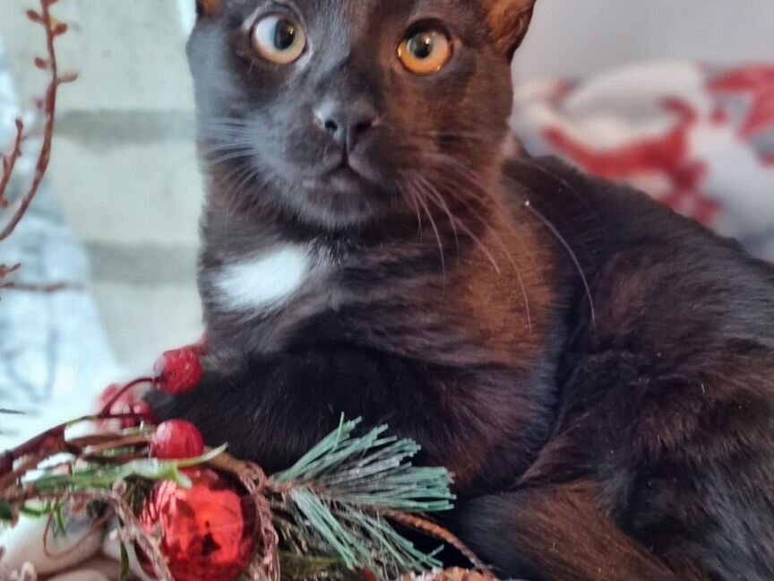 Котенок чарли 4.5 мес