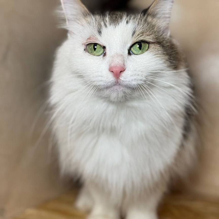 Нежная красавица Мята. Кошка из приюта в дар