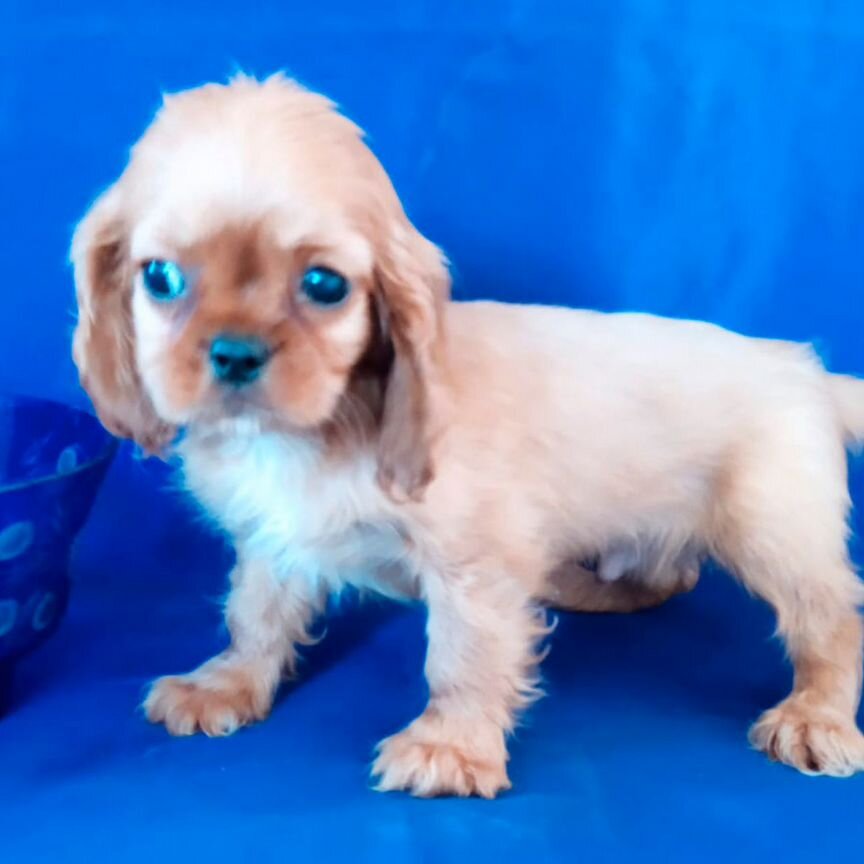 Кавалер кинг чарльз спаниель щенок мальчик