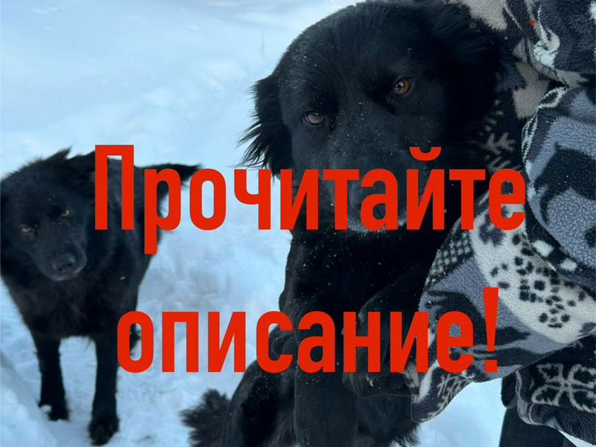 Взрослые щенки