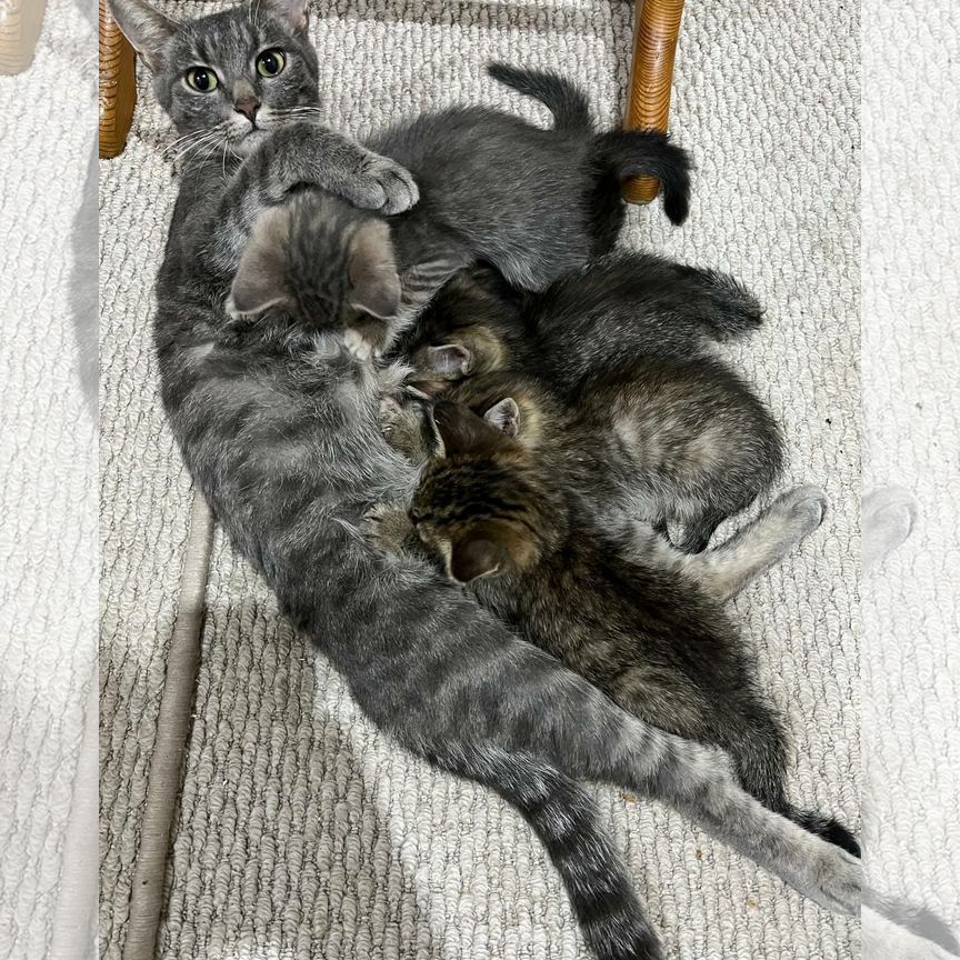 Котёнок от частного владельца