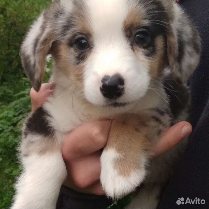 Мраморный красавчик (РКФ)