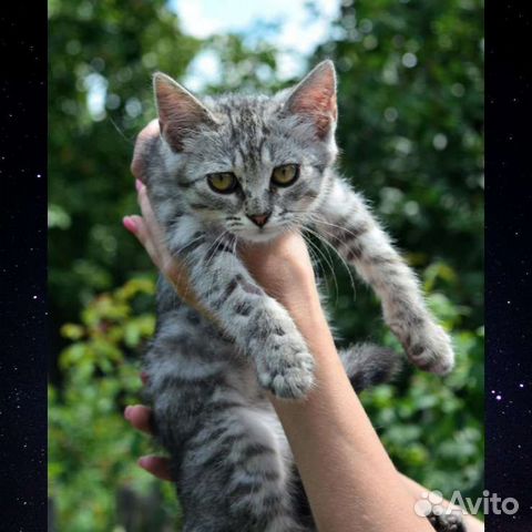 Котик в поисках дома